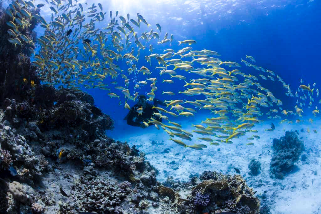 Ultimate Guide to Malapascua Island - nomadworkationretreat